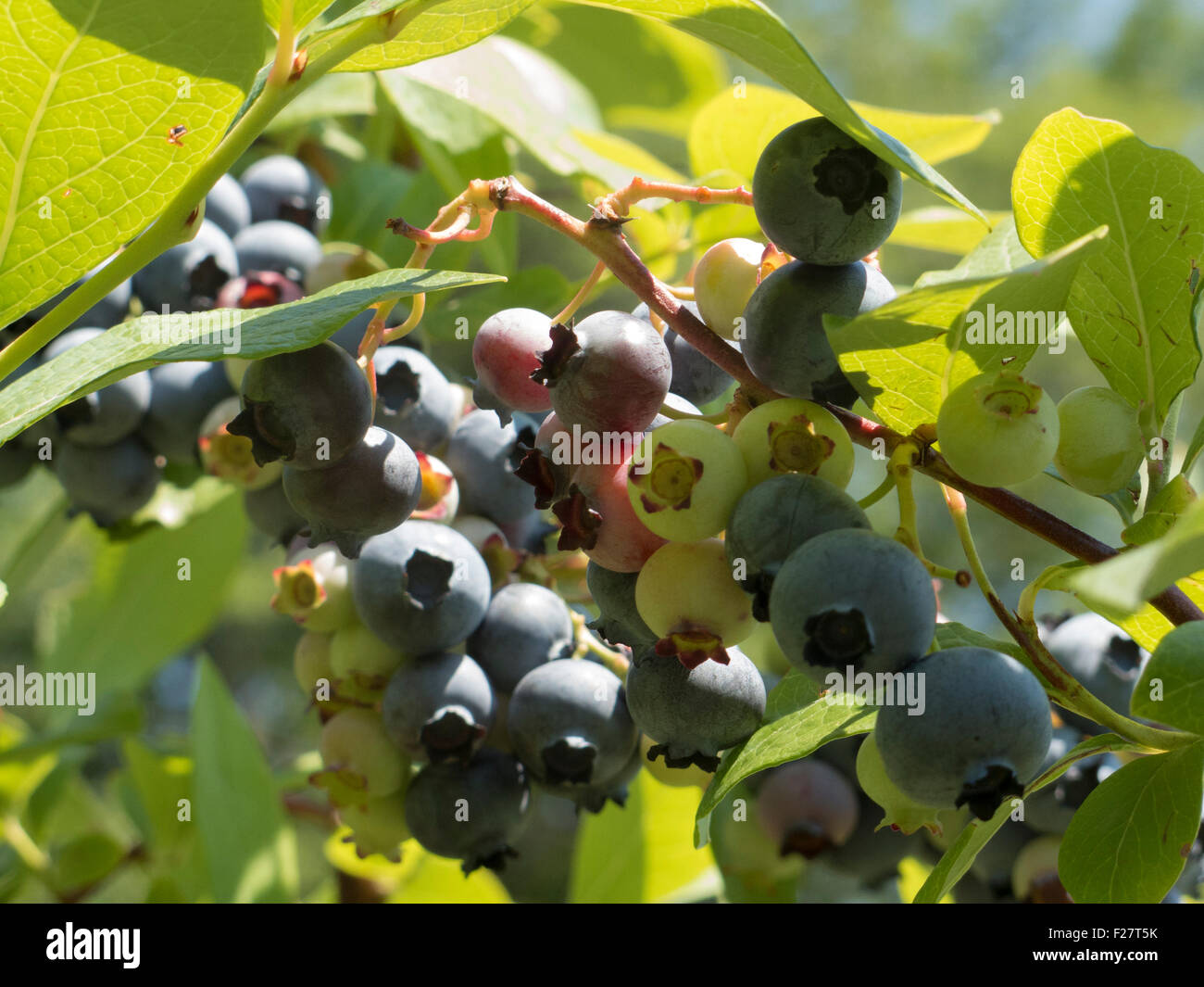 Bunch of blueberries with ripe and unripe berries growing in pick your ...