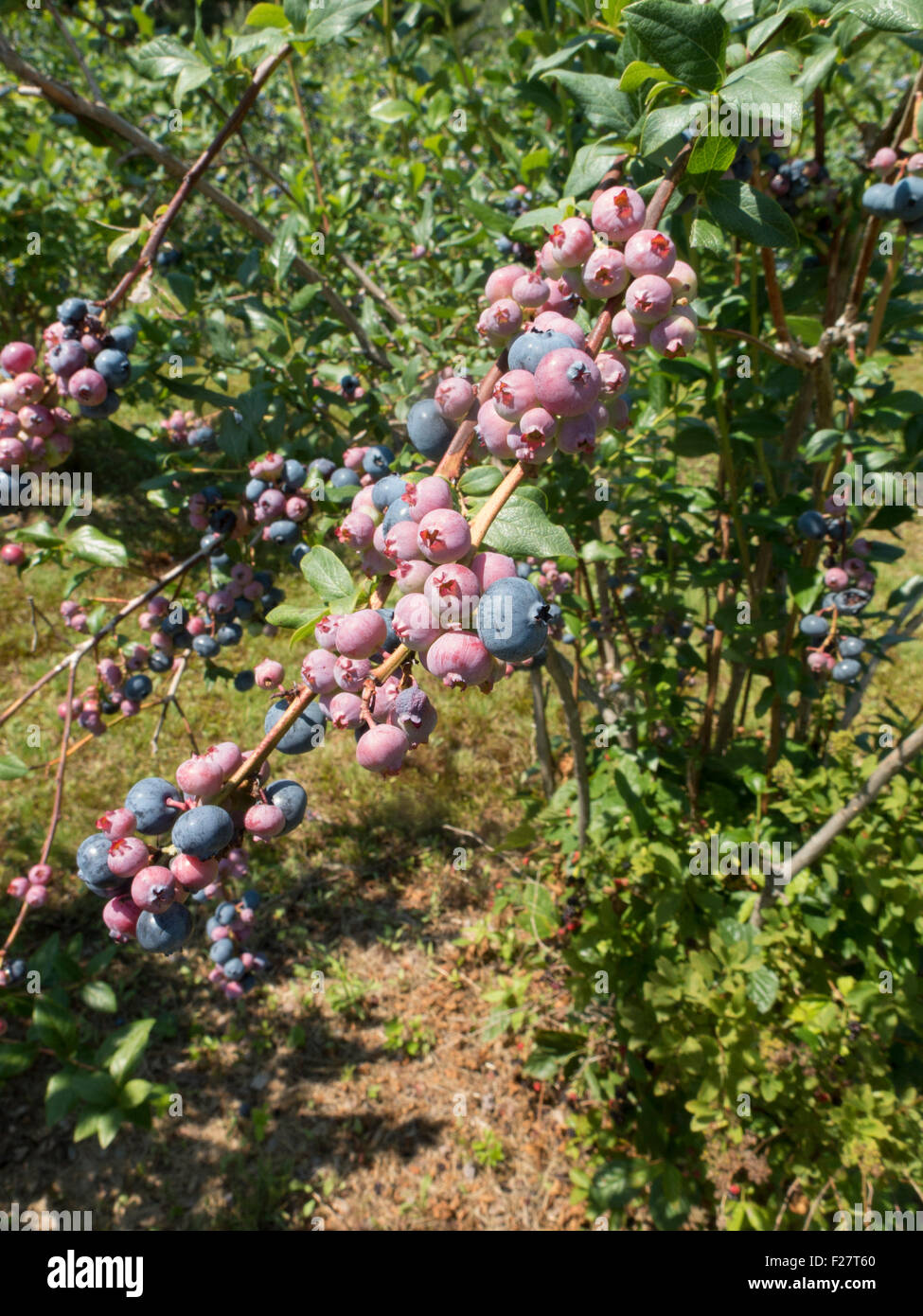 Bunch of blueberries with ripe and unripe berries growing in pick your ...