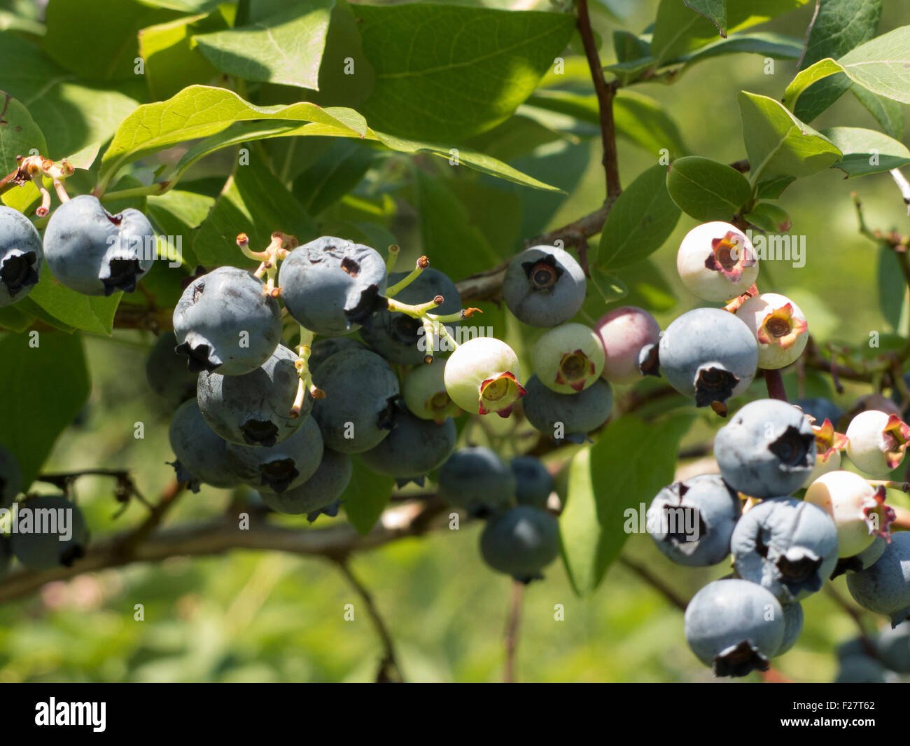 Closeup of blueberries showing marks made by birds pecking on the fruit ...