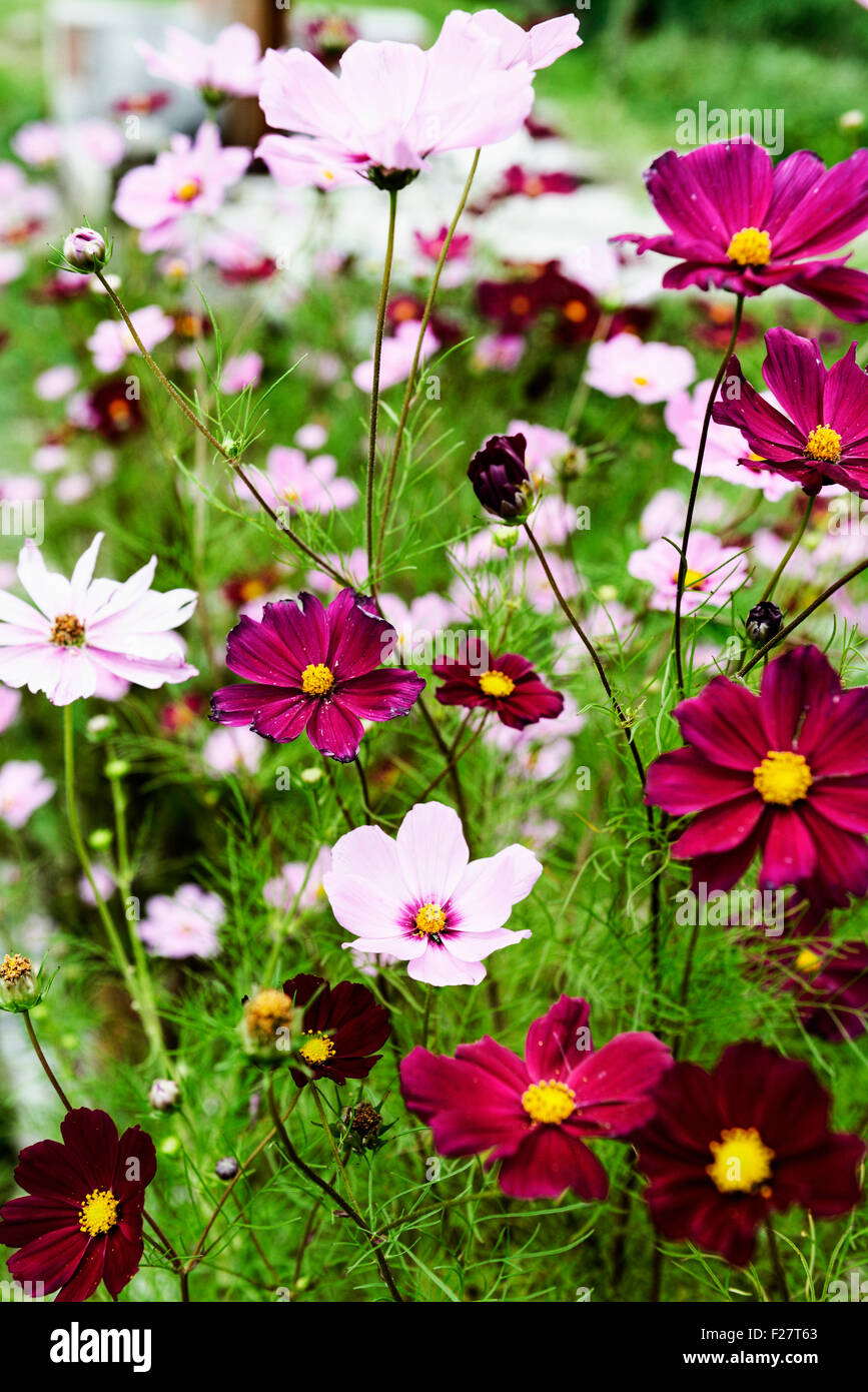 Garden cosmos (Cosmos bipinnatus) flowers blooming, Nepal Stock Photo ...