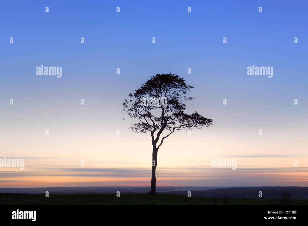 tree in sunset on Roundway Hill, Devizes, Wiltshire, England, UK Stock ...