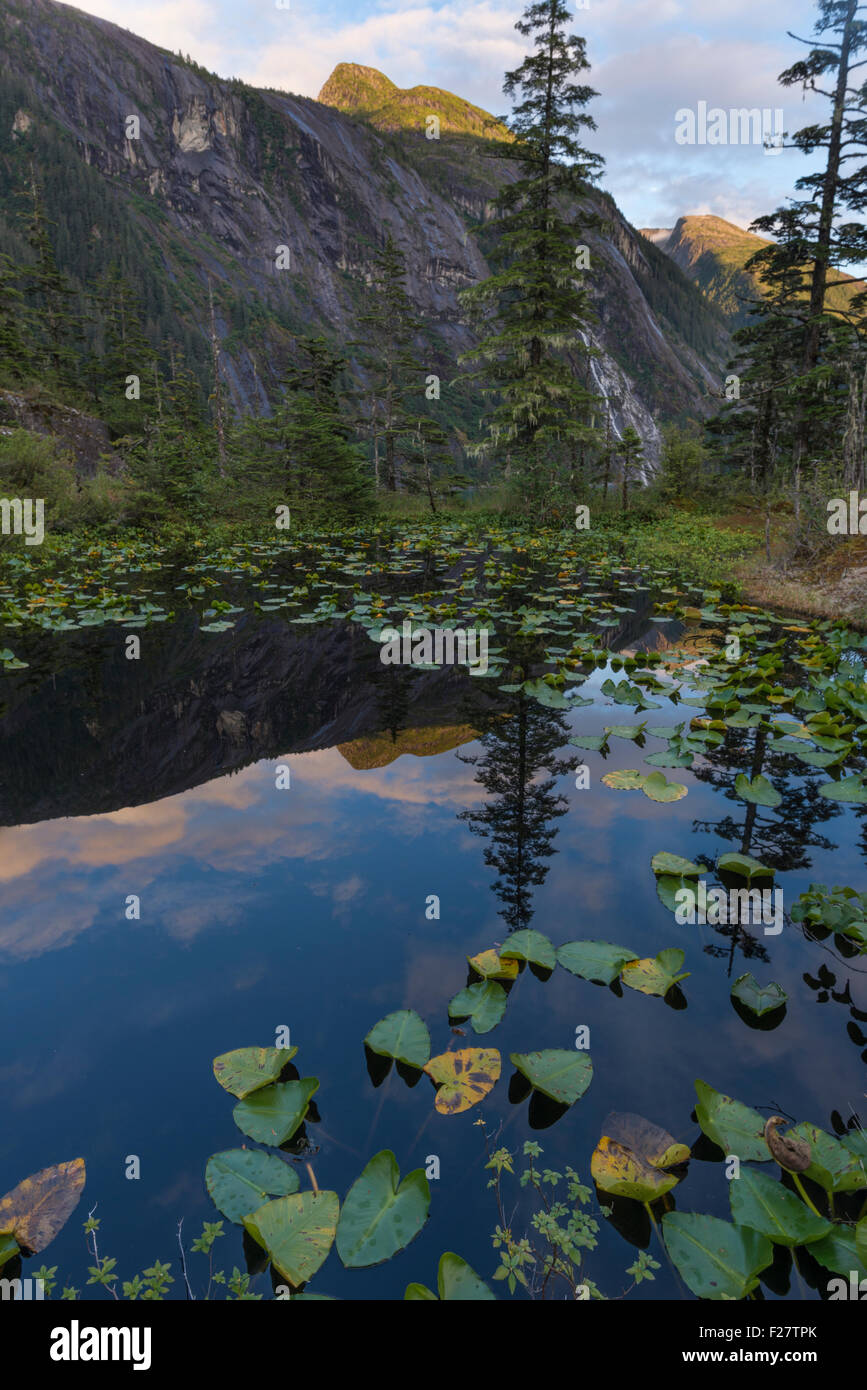 Muskeg hi-res stock photography and images - Alamy