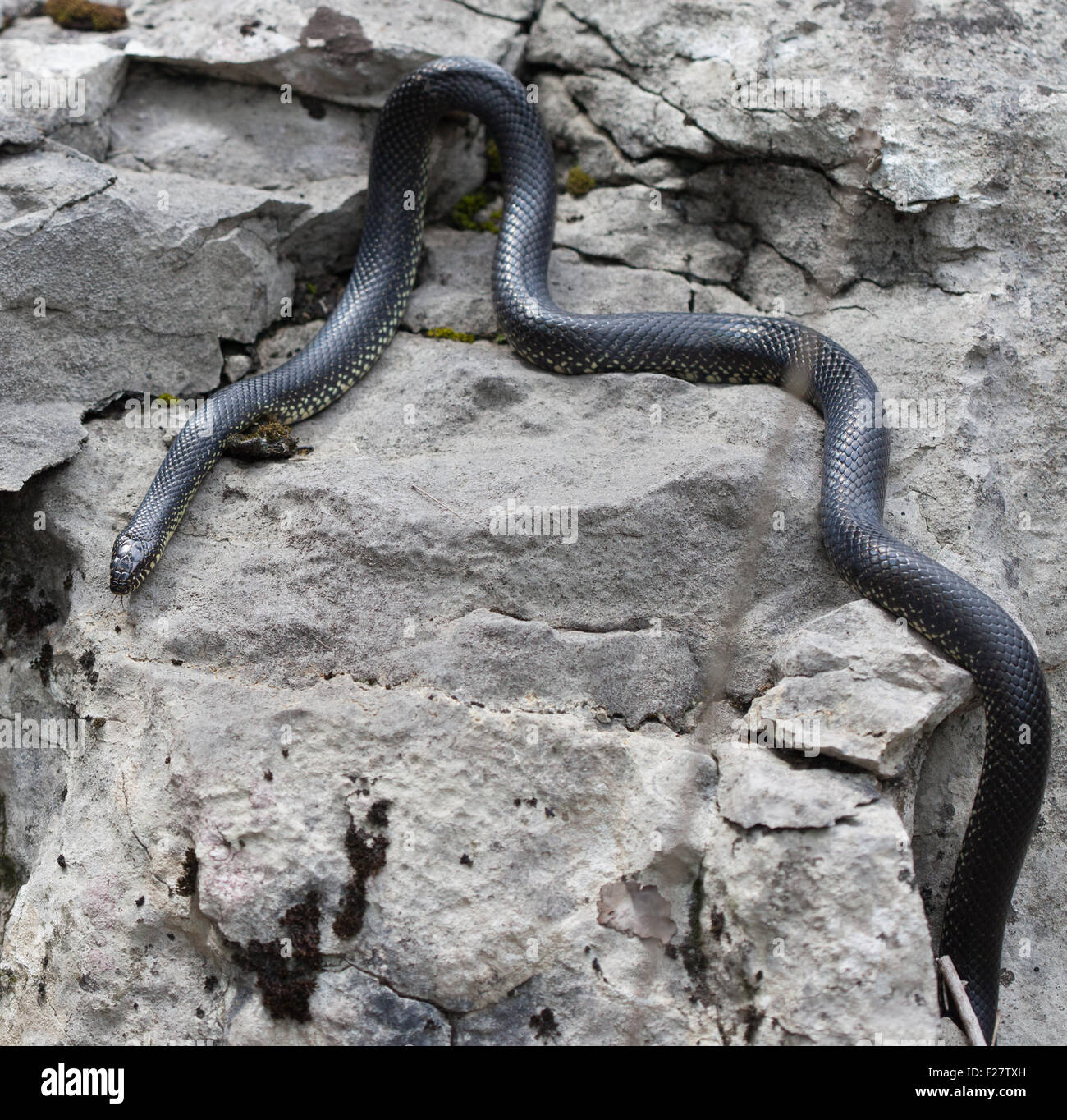 Eastern Black Kingsnake