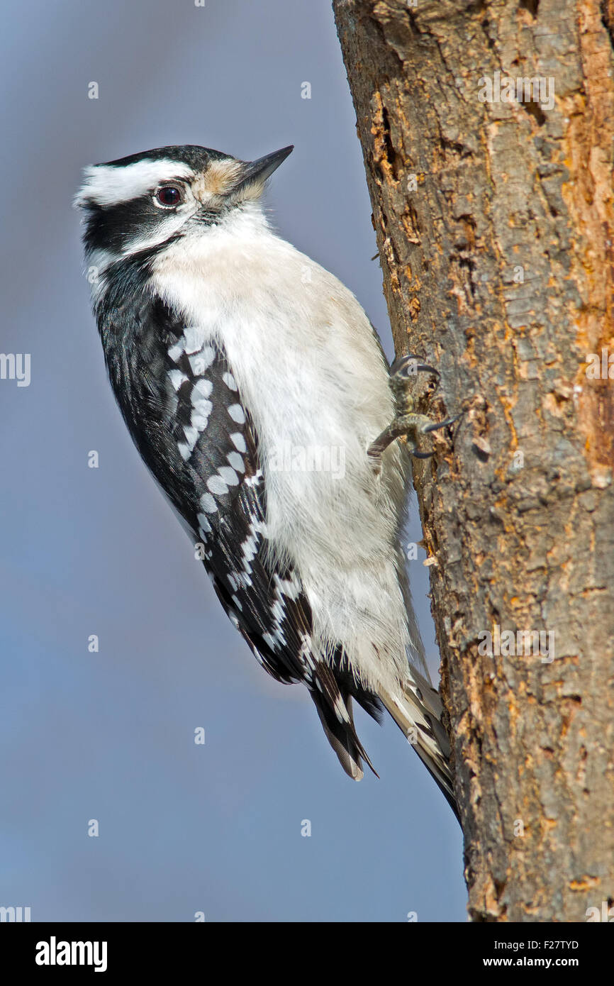 Scaling tree hi-res stock photography and images - Alamy