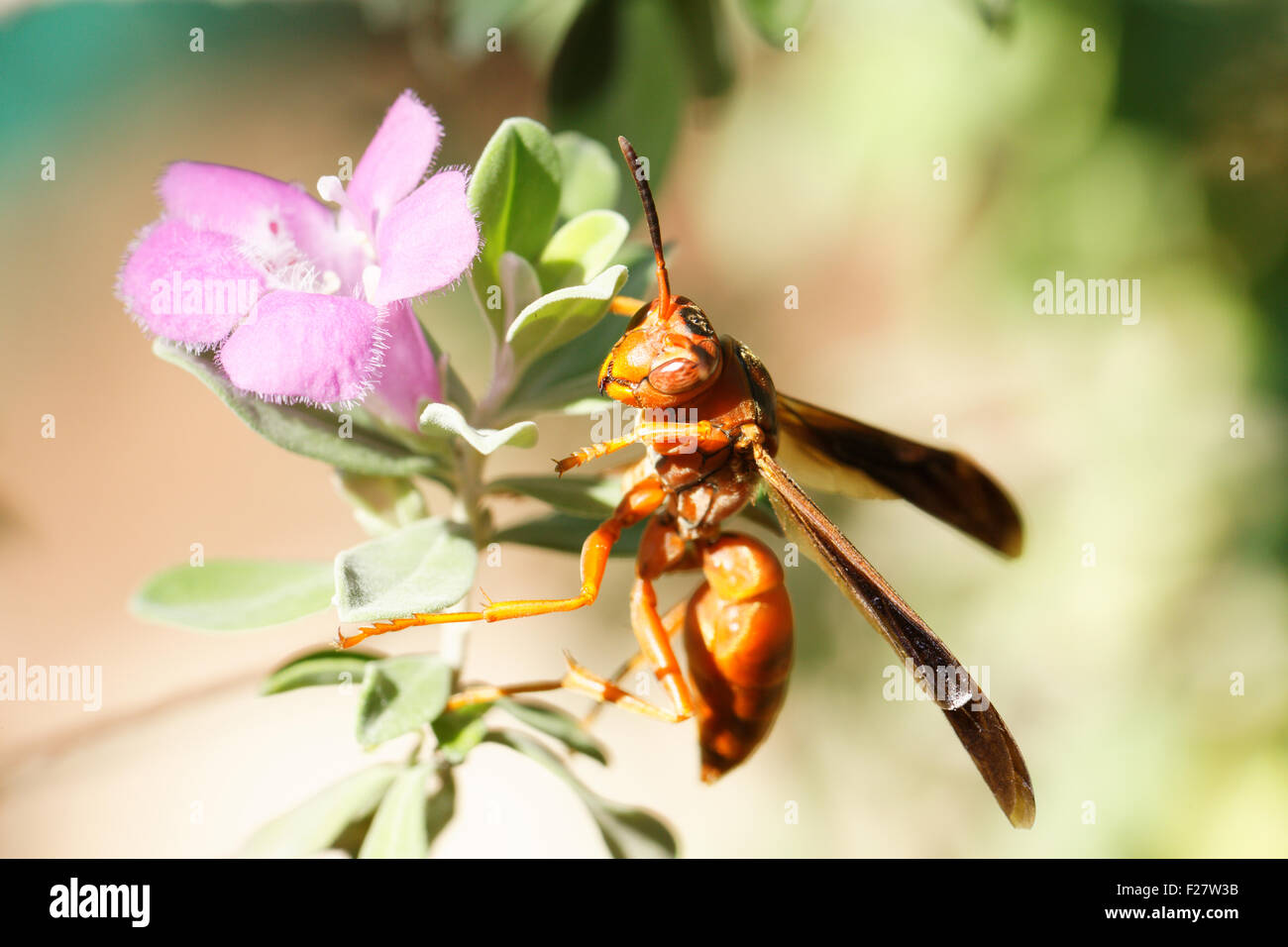 Wasp looking insect hi-res stock photography and images - Alamy