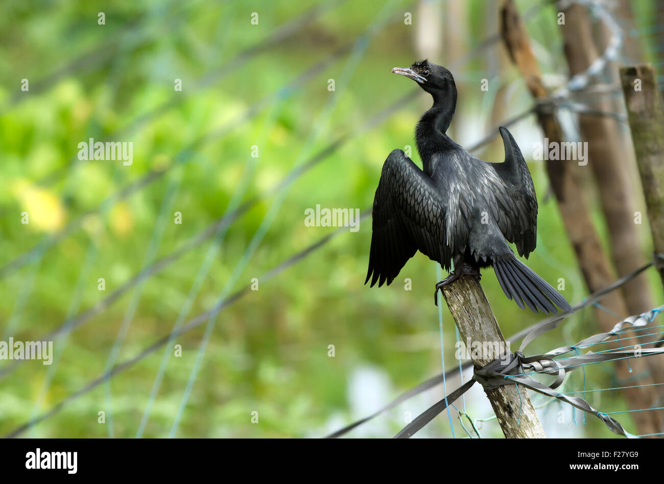 The Indian cormorant or Indian shag (Phalacrocorax fuscicollis) is a ...
