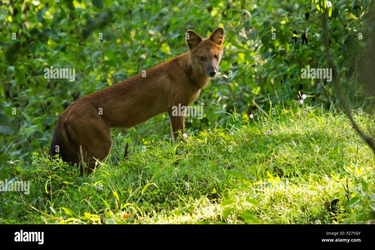 The dhole (Cuon alpinus) is a canid native to Central, South and ...