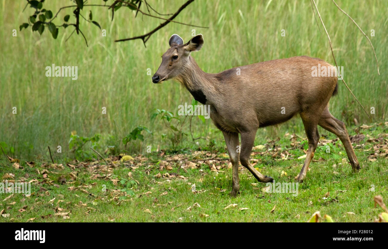 Sambar stag and doe hi-res stock photography and images - Alamy
