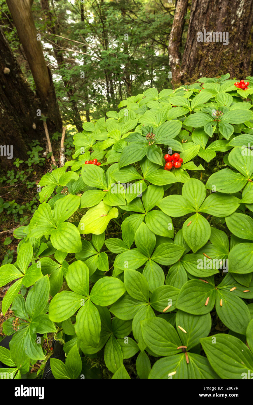 Bunchberry, Cornus canadensism, growing in a temperate rainforest on ...