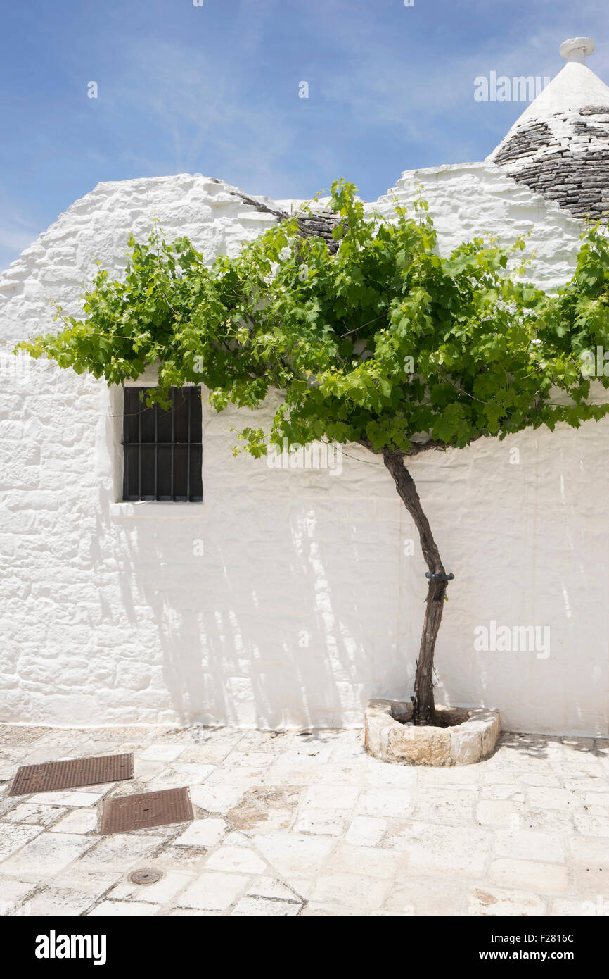 Vine tree in front of trulli house, Puglia, Italy Stock Photo - Alamy