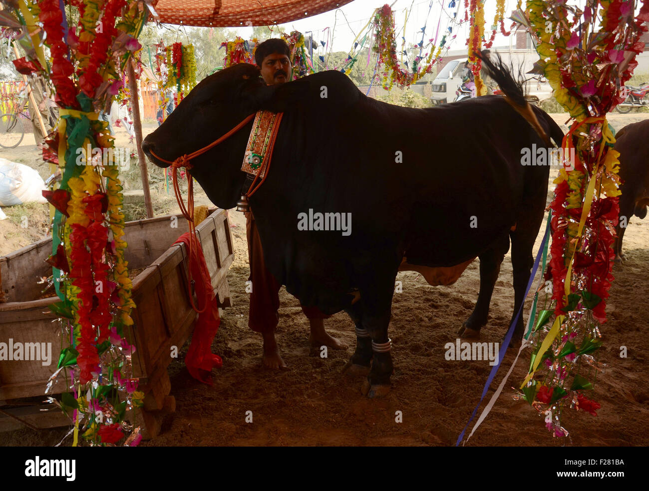Lahore, Pakistan. 14th Sep, 2015. Pakistani vendor shows his cow at ...