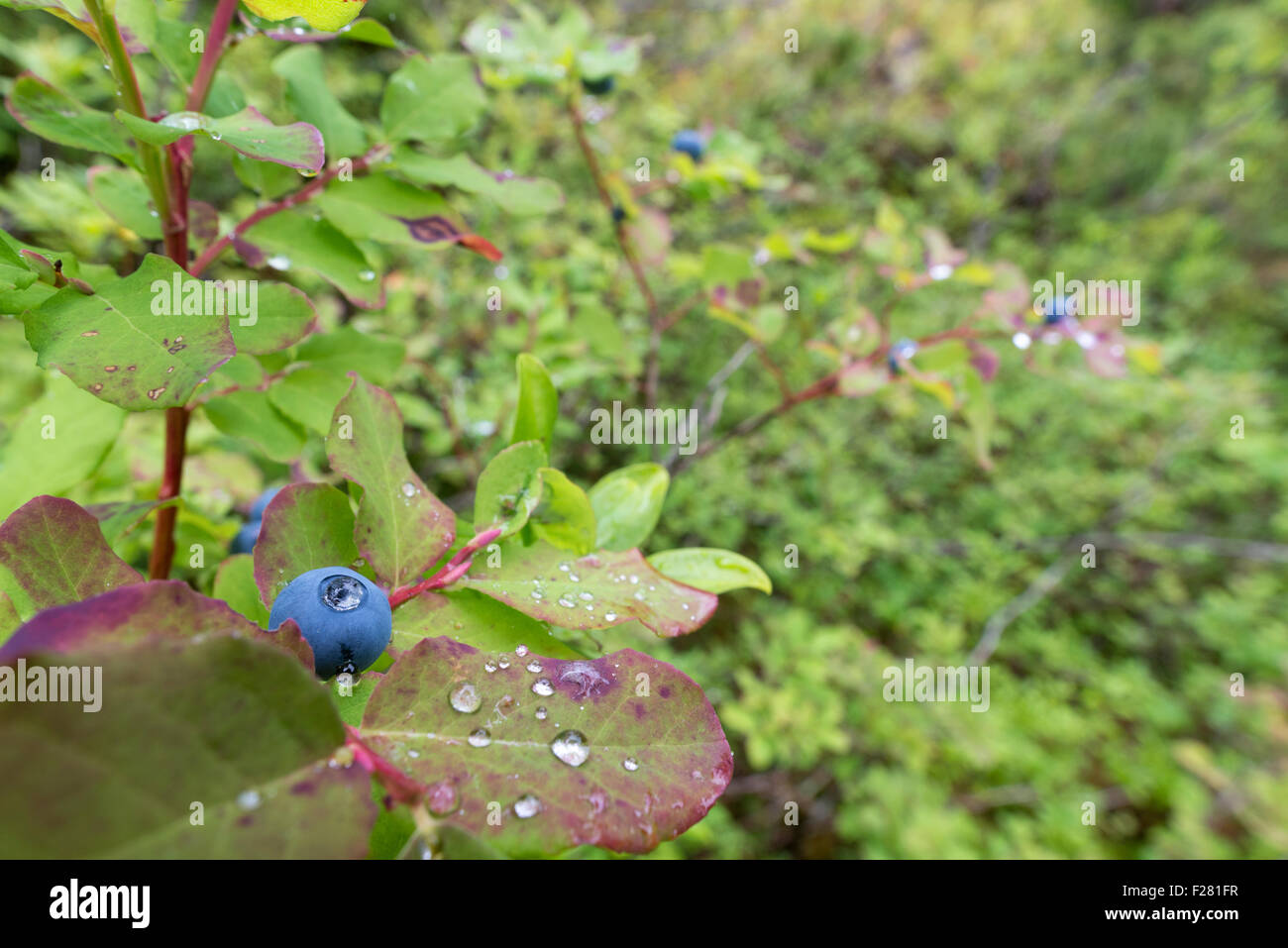 Alaska blueberry hi-res stock photography and images - Alamy