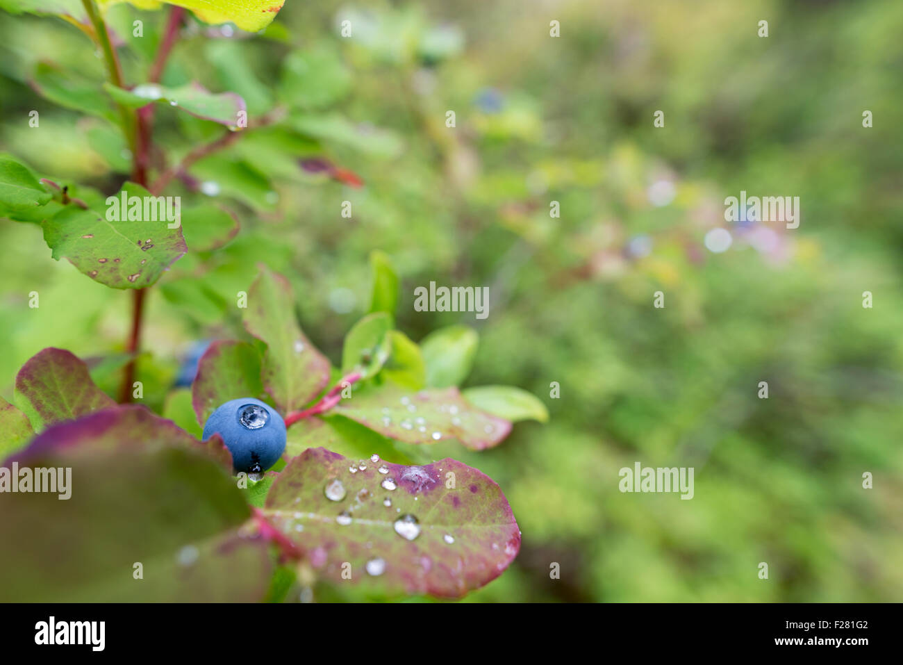 Alaska blueberry hi-res stock photography and images - Alamy