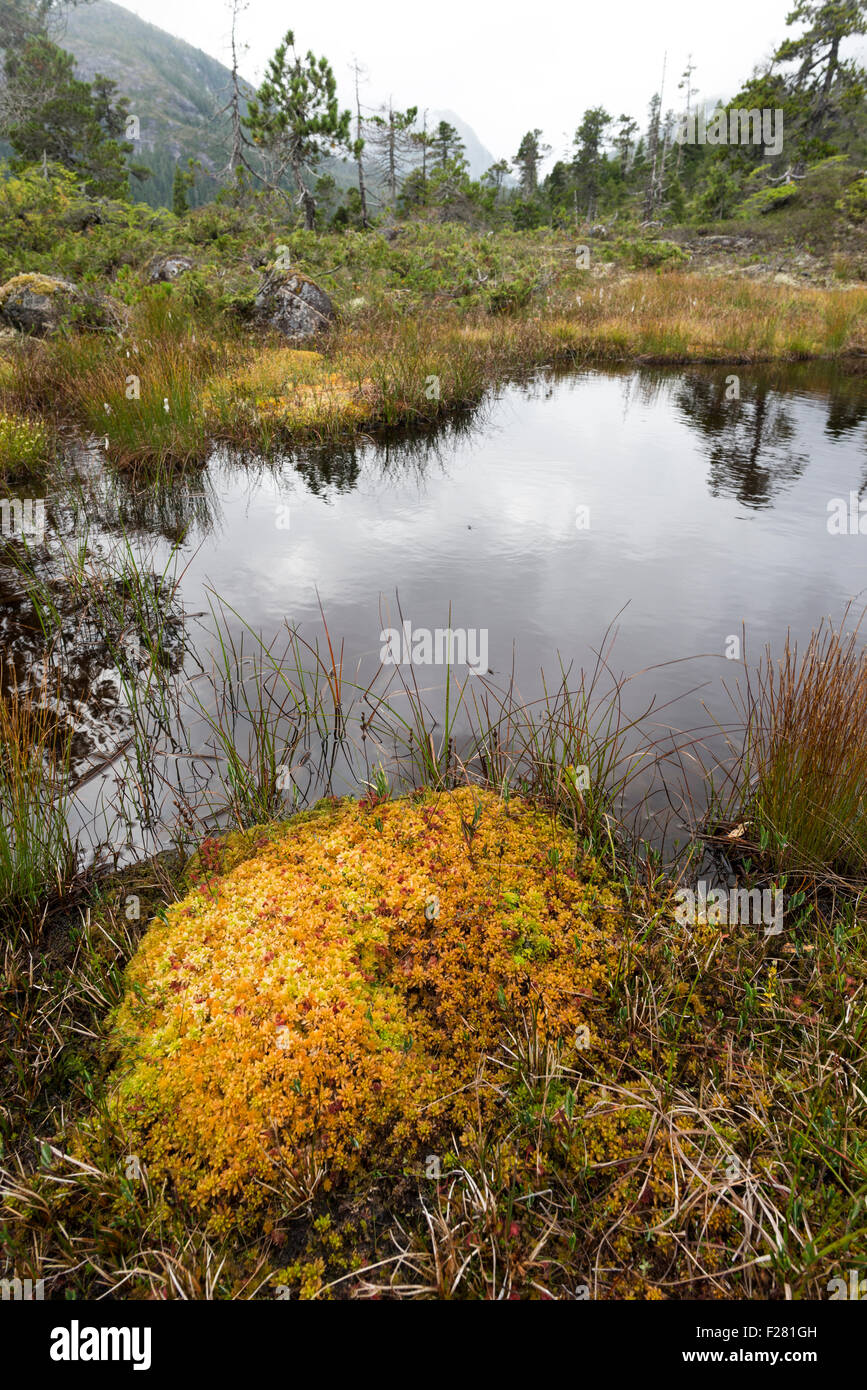 Pond in a muskeg on Baranof Island, Alaska Stock Photo - Alamy