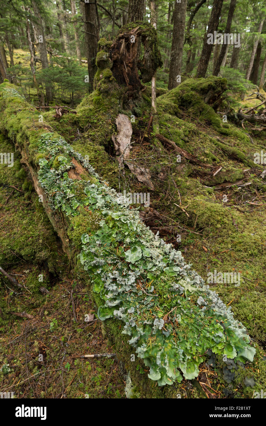 Lichens and moss growing on a fallen tree on an island in Southeast ...