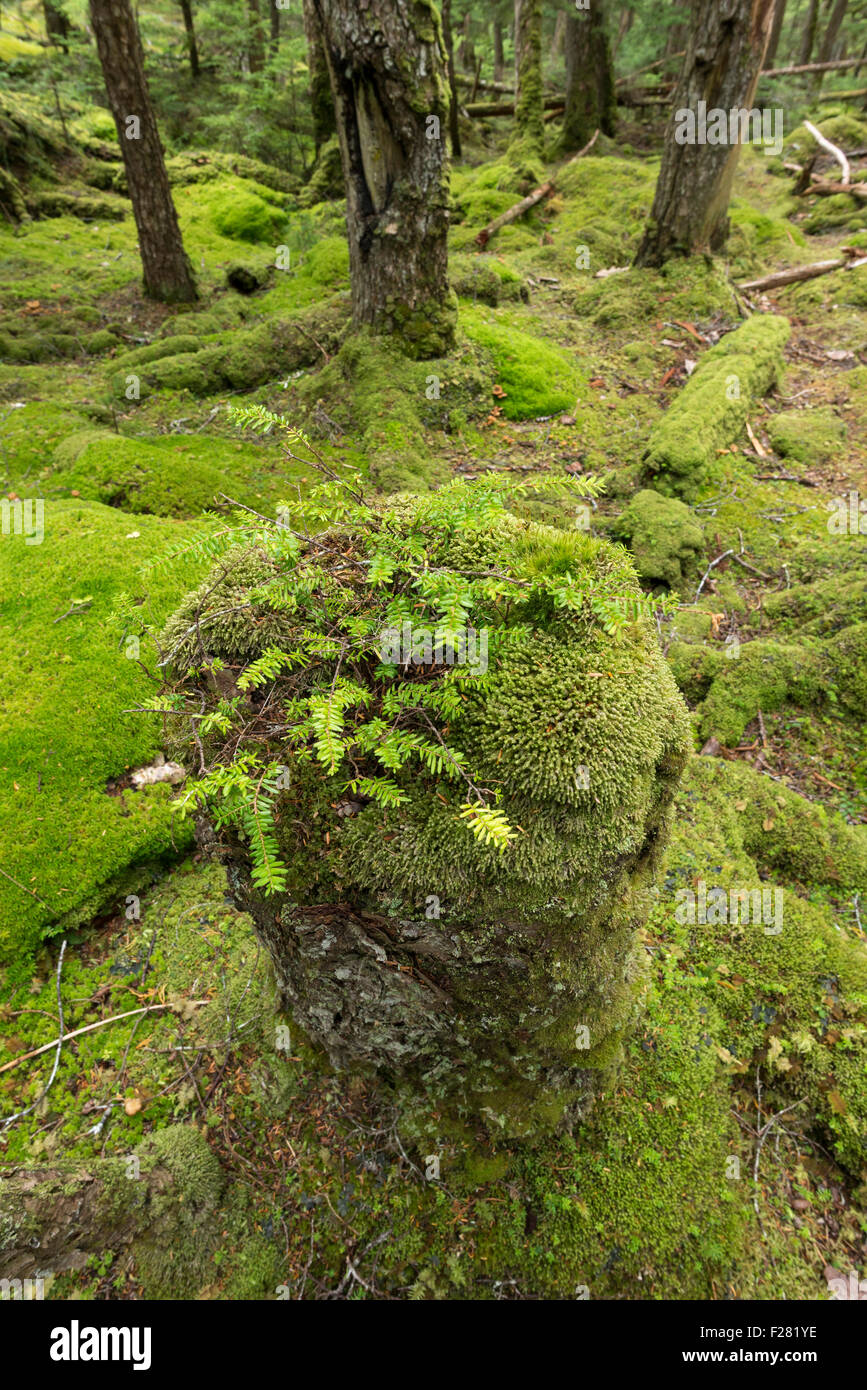 Rainforest nurse log hi-res stock photography and images - Alamy