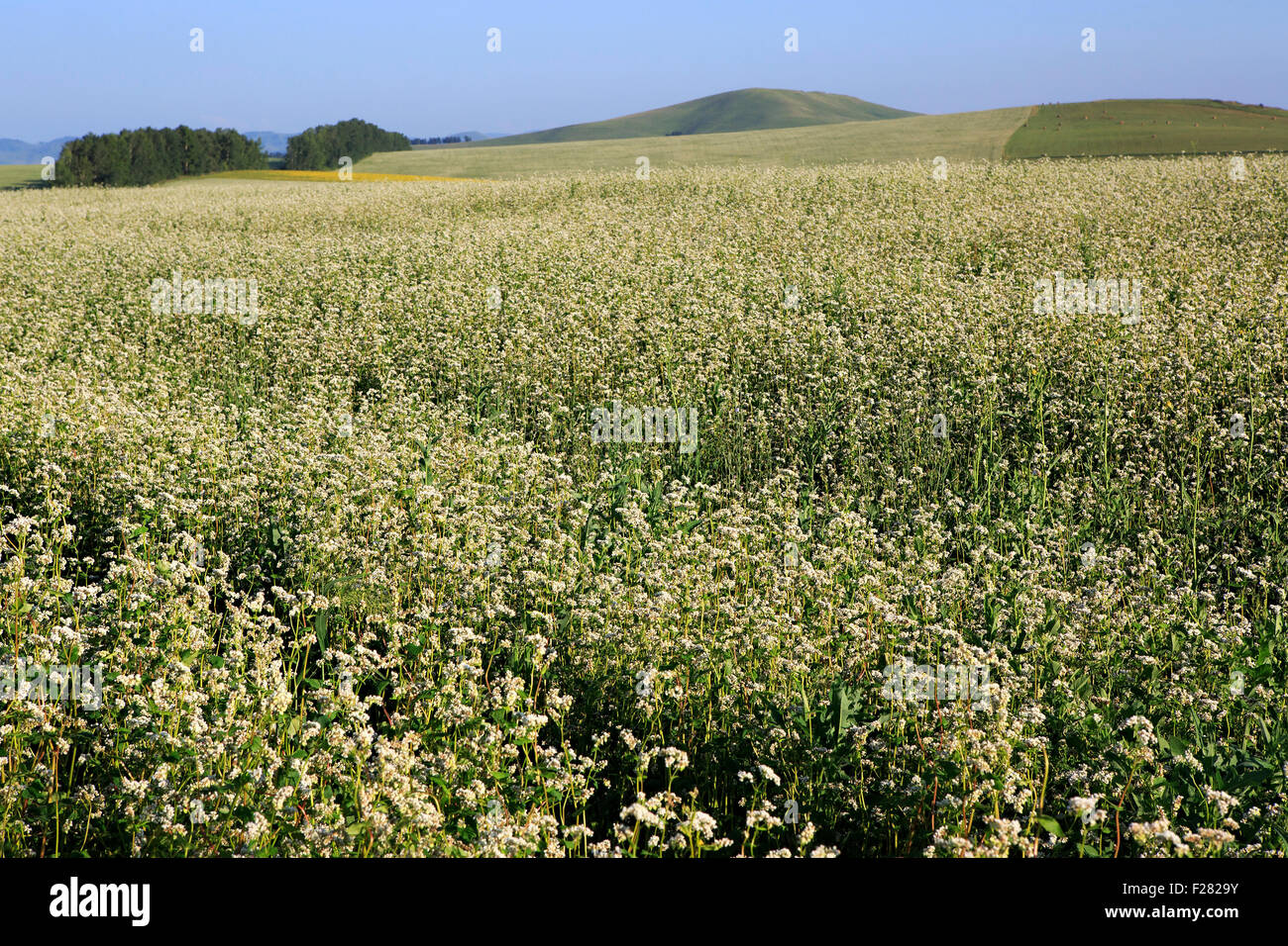 Beautiful summer field of buckwheat Stock Photo - Alamy