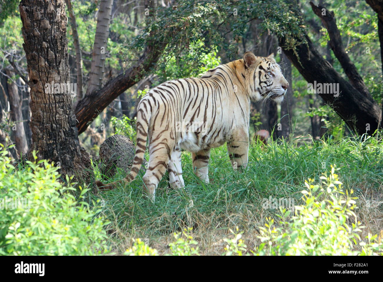 Strong white tiger hi-res stock photography and images - Alamy