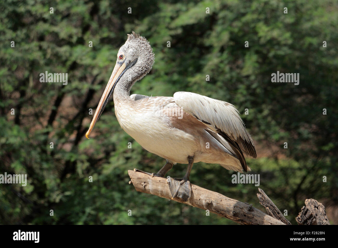 spot-billed pelican or grey pelican Pelecanus philippensis, Kokrebellur ...