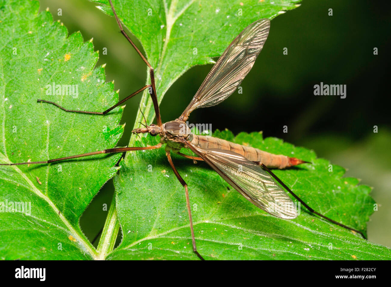 Insect. Marco close up of a Crane fly sitting on leaf. Order Diptera ...