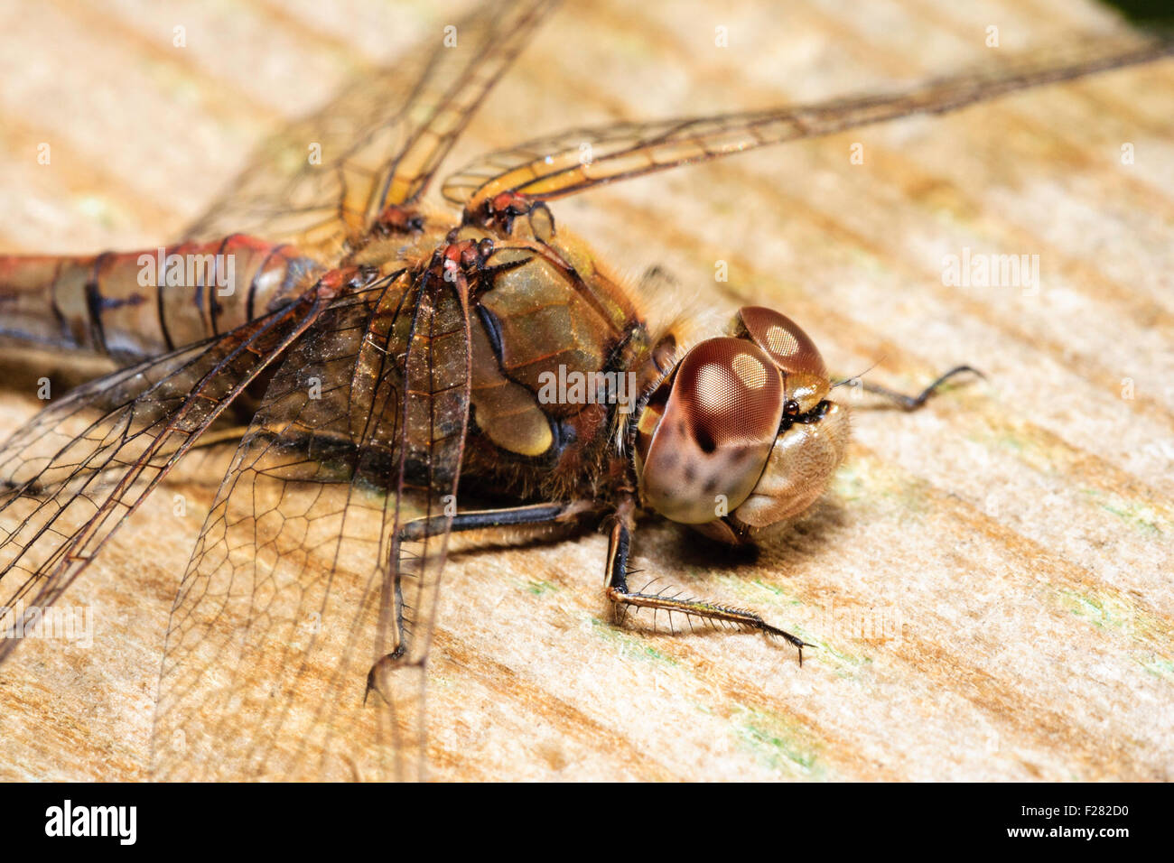 Insect thorax hi-res stock photography and images - Alamy