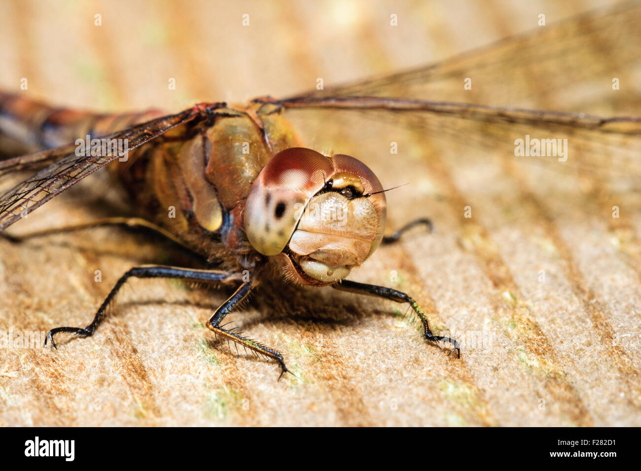 Closeup dragonfly thorax hi-res stock photography and images - Alamy