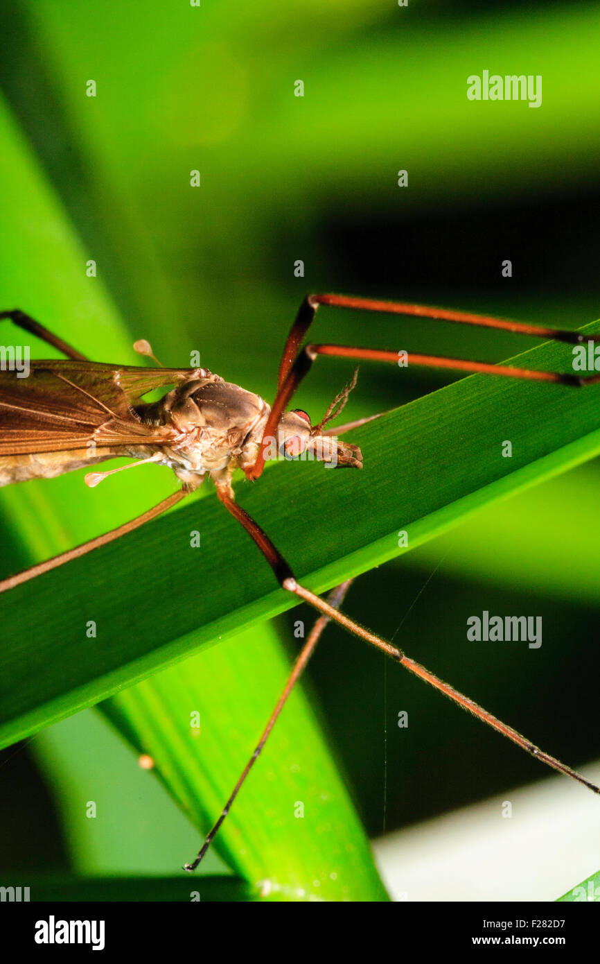 Insect. Marco close up of a Crane fly sitting on leaf. Order Diptera ...