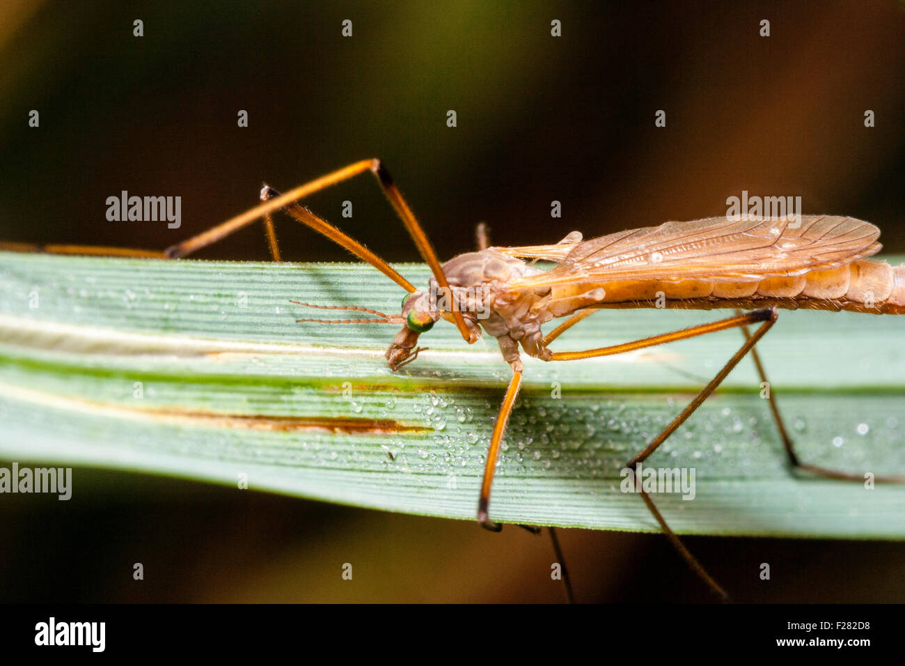 Insect. Marco close up of a Crane fly sitting on leaf. Order Diptera ...