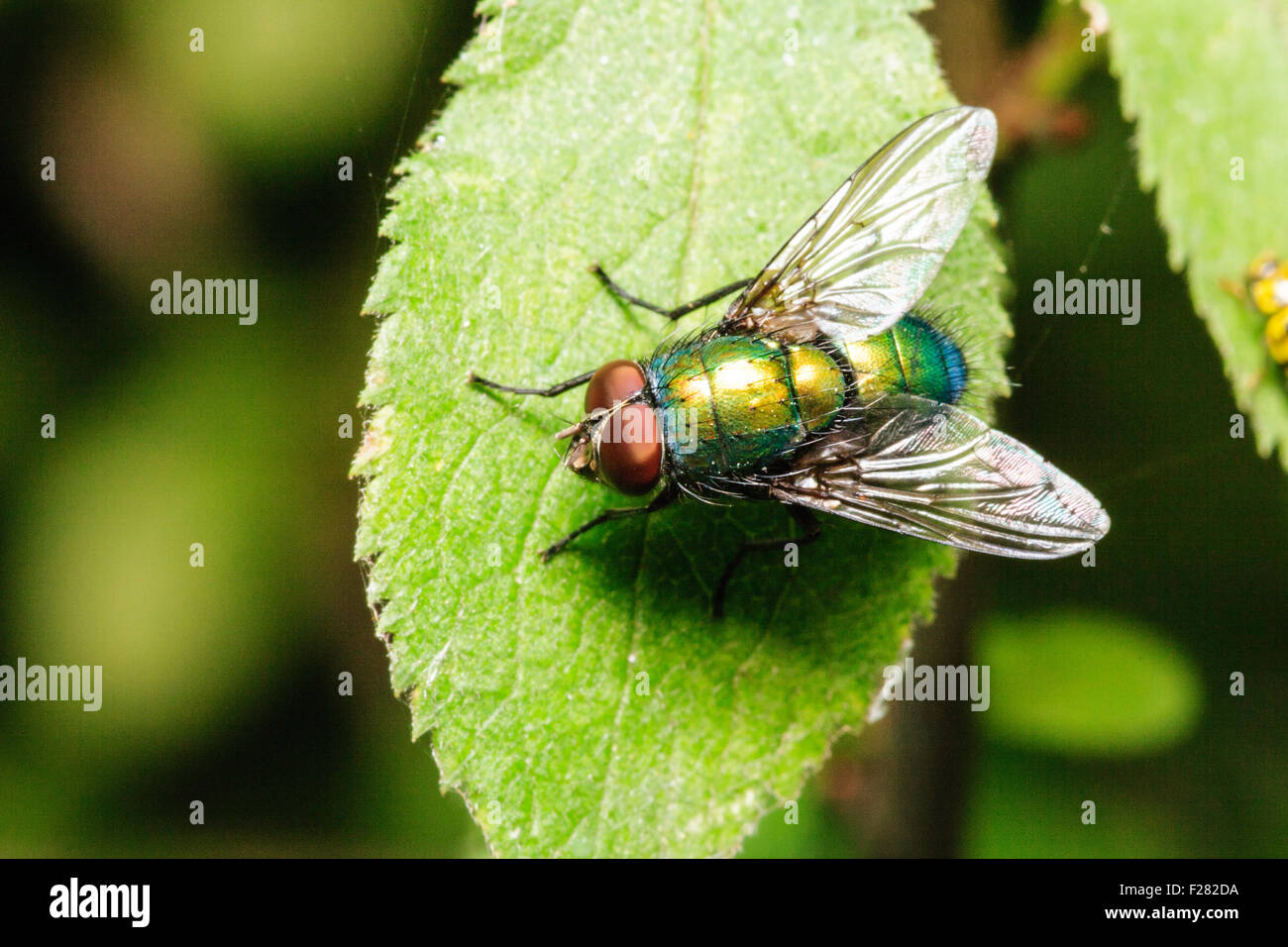 Lucillia caesar hi-res stock photography and images - Alamy