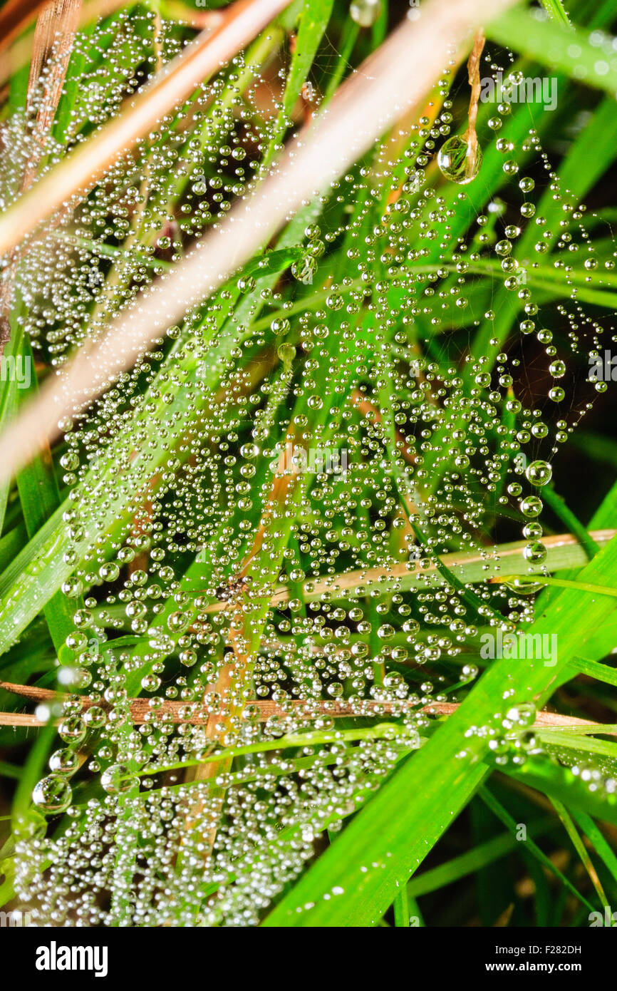 Early morning dew drops on stands of a spider web in woodlands. Forming ...
