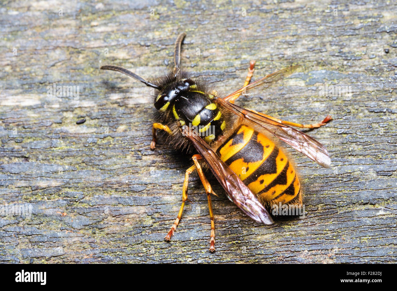 Insect. Marco, close up overhead view of a Bee, wasp. Yellow jacket ...