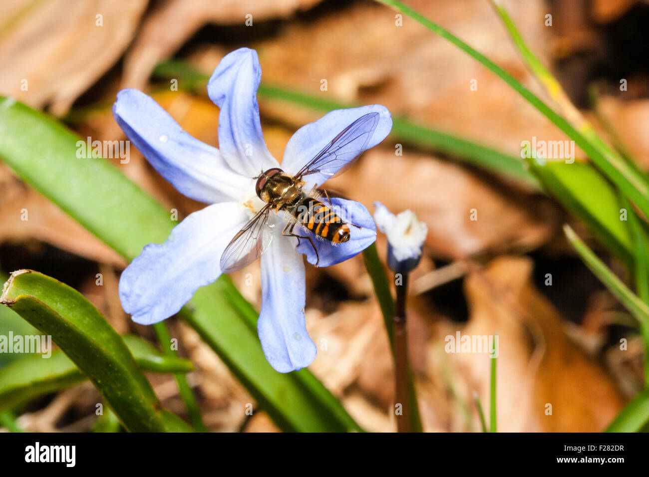 Insect. Overhead view of a yellow and black Hoverfly, flowerfly, sweat ...