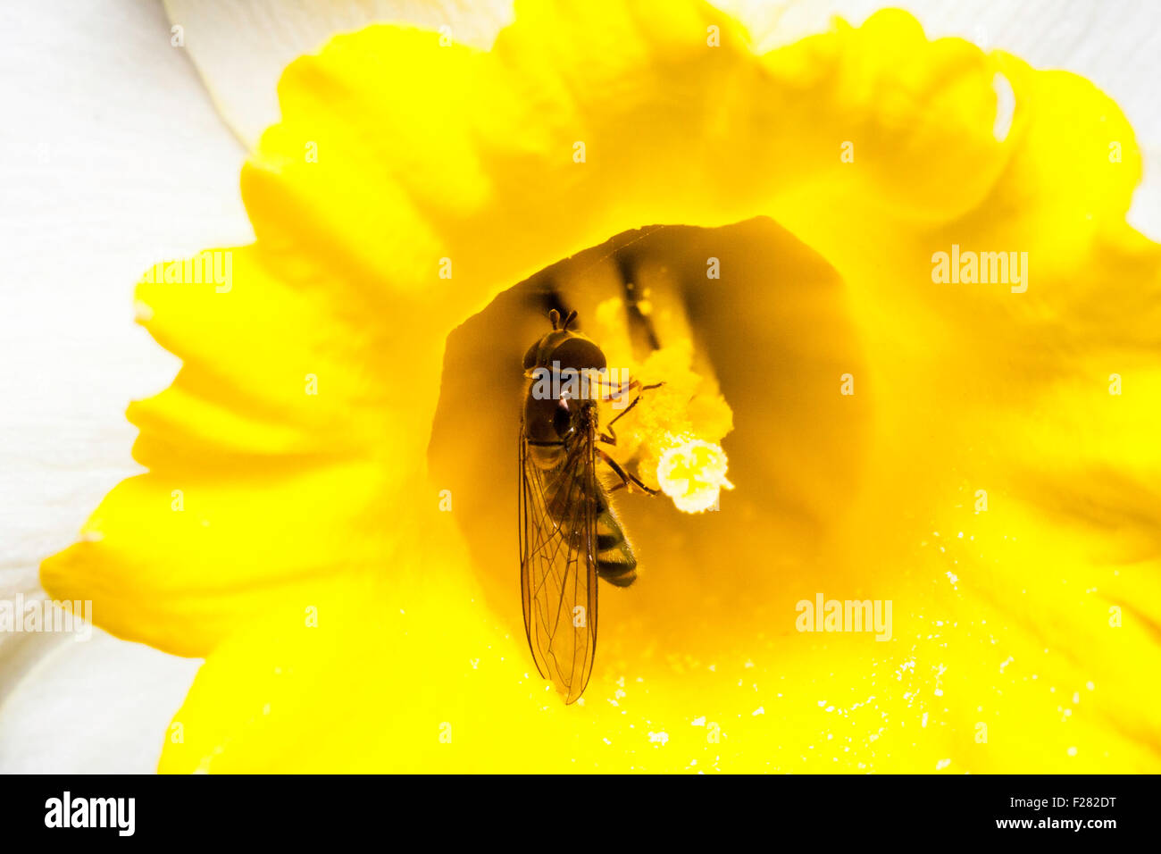 Insect. Marco, close up of a Hover fly, "helophilus pendulus ...