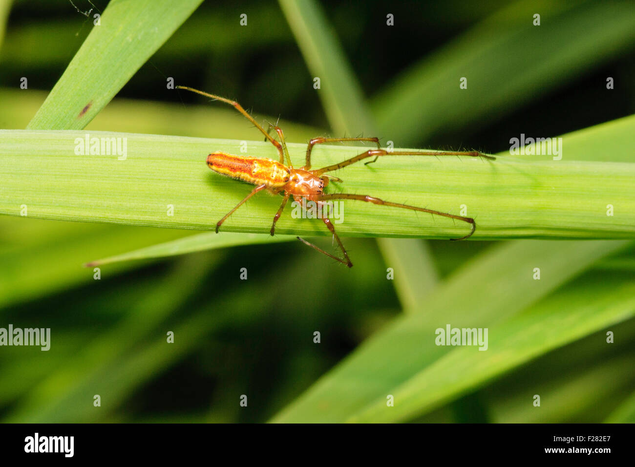 Spider. Close up of Orange spider from the wolf-family, "Tetragnatha ...