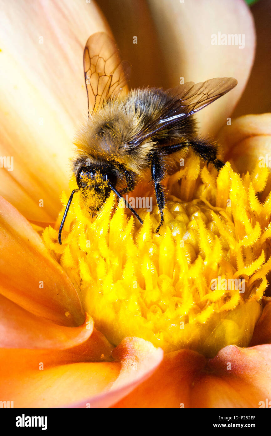 Pollination hi-res stock photography and images - Alamy