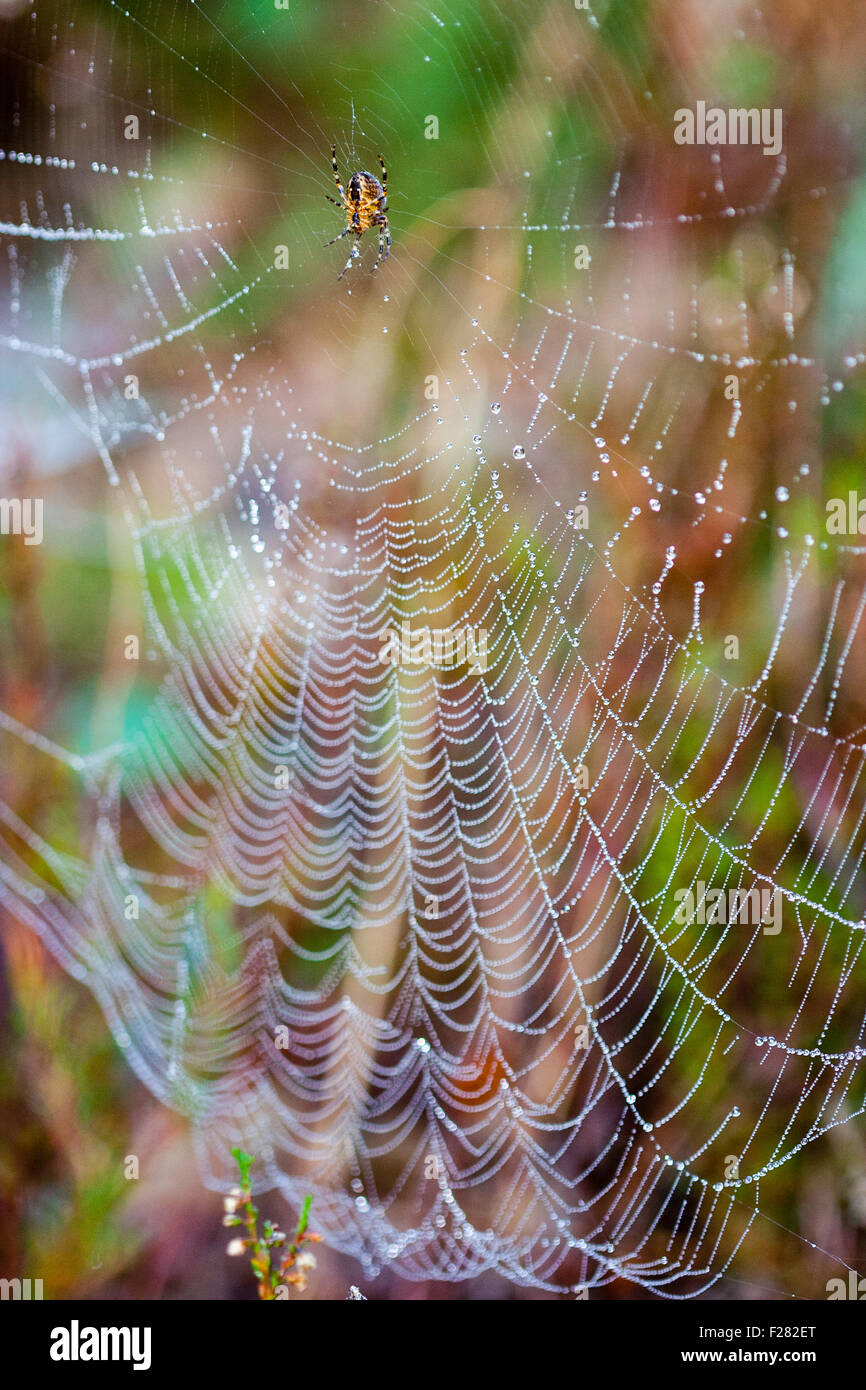 Early morning dew drops on stands of a spider web in woodlands. Forming ...