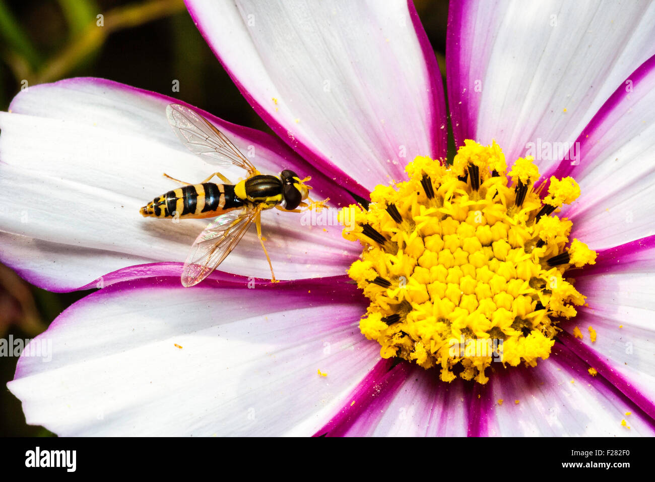 Closeup bee flower nectar tongue hi-res stock photography and images ...