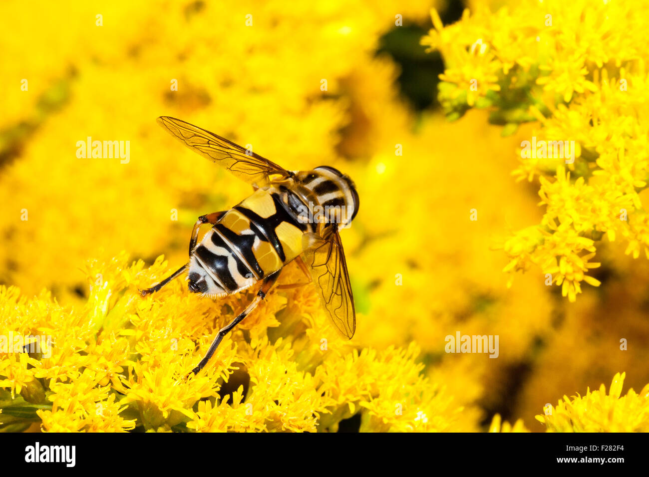 Insect. Marco, close up of a Hover fly, "helophilus pendulus ...