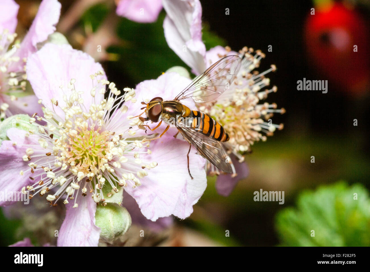 Insect. Close up of Hover fly, "Episyrphus Balteatus" collecting nectar ...