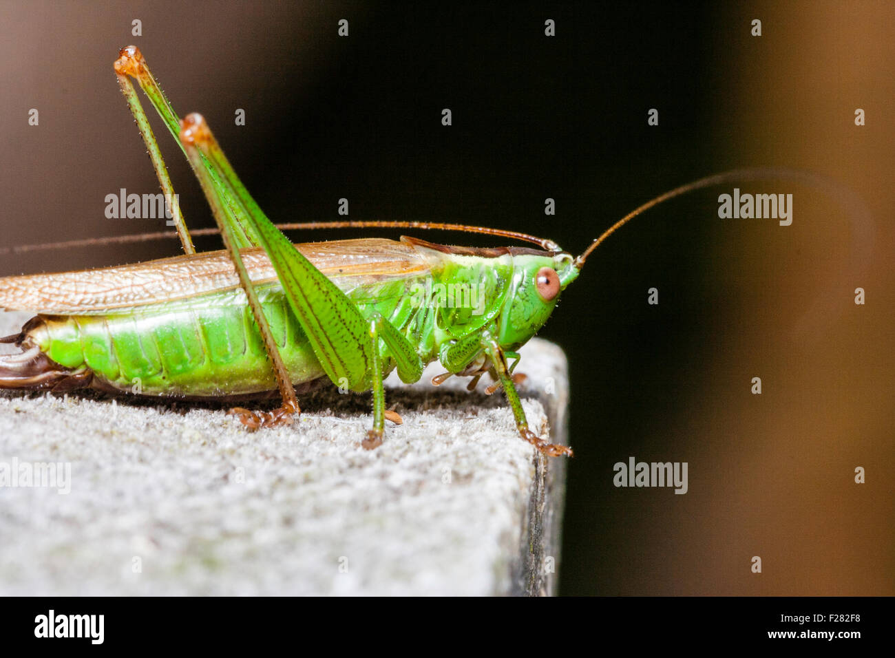 Insect. Long winged cornhead, side view, "concocephalus discolour ...