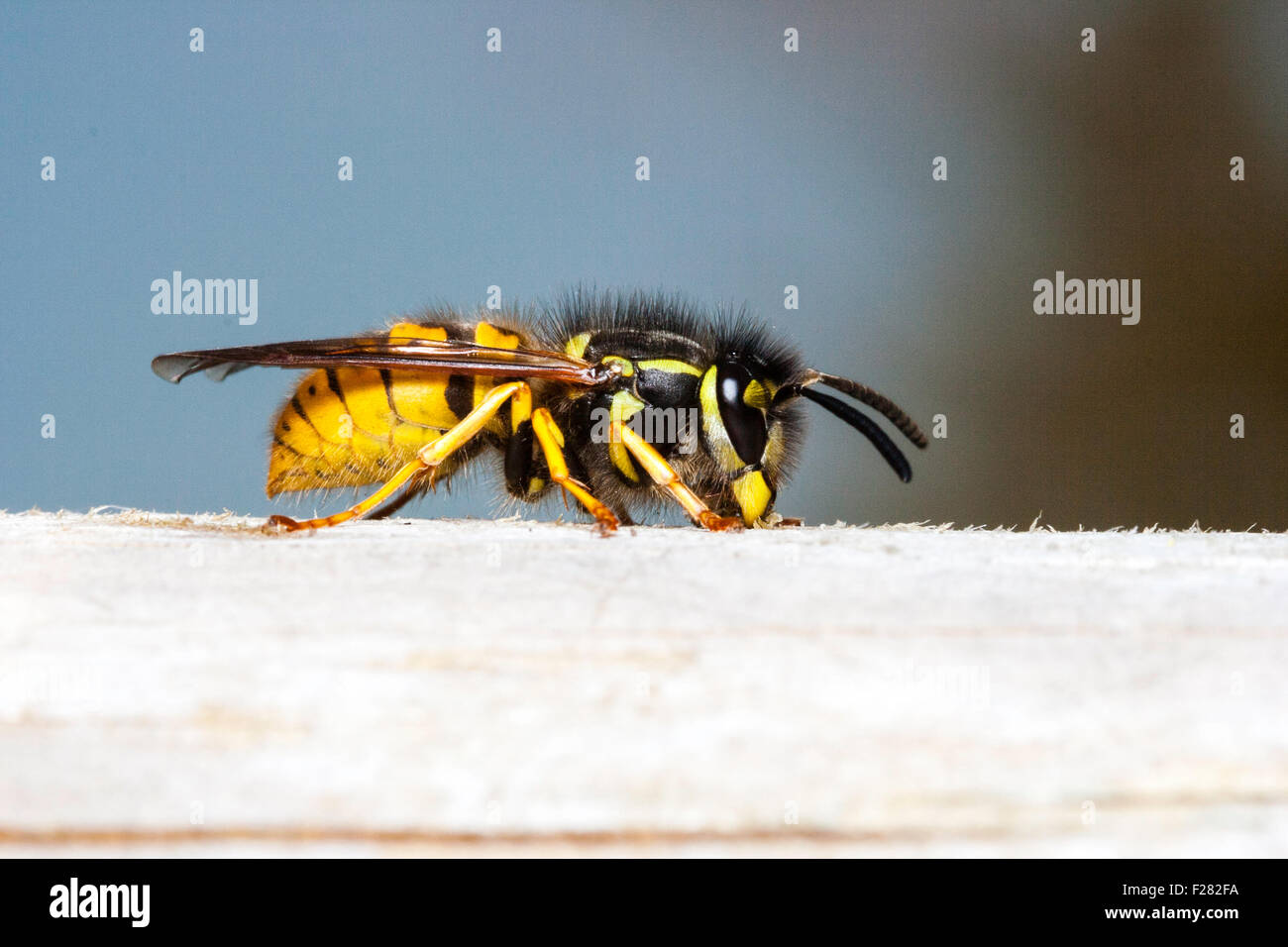 Insect. Marco, close up of Common wasp, "vespula vulgaris", sitting on ...