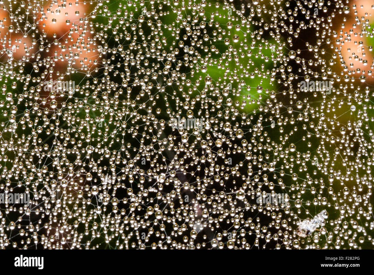 Early morning dew drops on stands of a spider web in woodlands. Forming ...