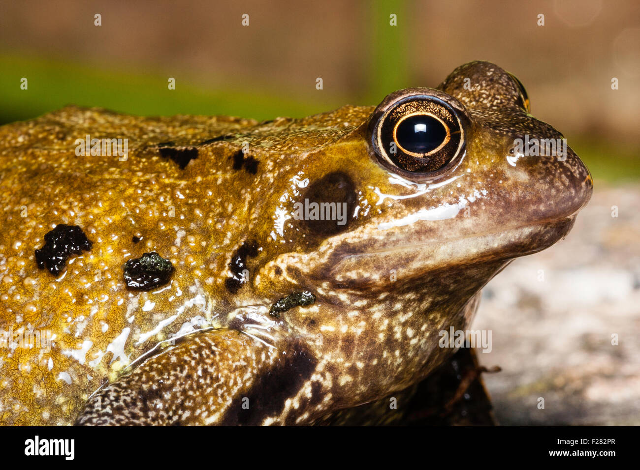Amphibian. Close up of head and face of British Common Toad, "Bufo bufo ...