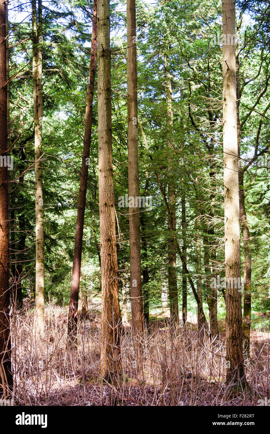 England, New Forest. Tall trees growing in woodland, sunlight filtering ...