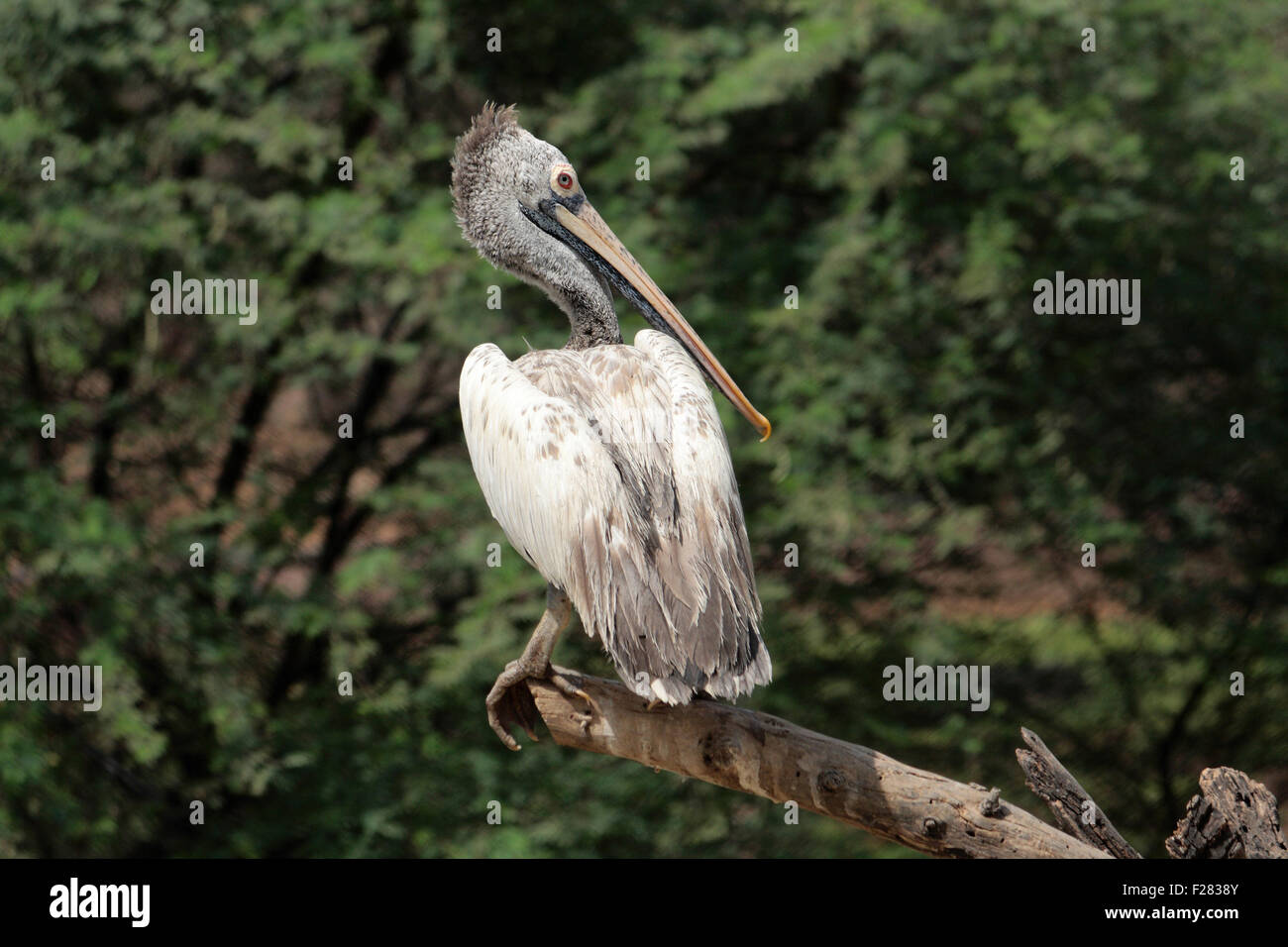 spot-billed pelican or grey pelican Pelecanus philippensis, Kokrebellur ...
