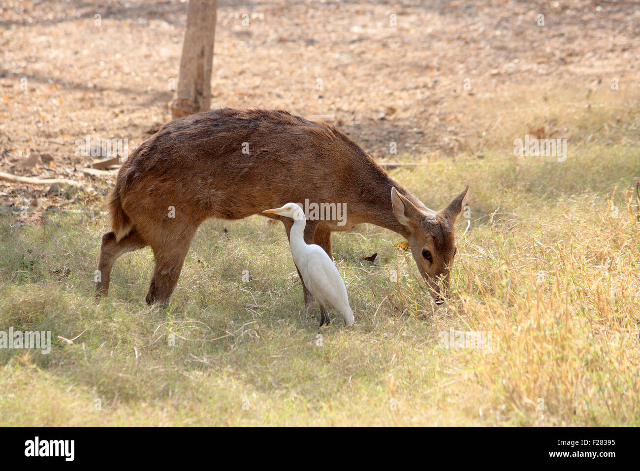 The Indian hog deer Stock Photo - Alamy