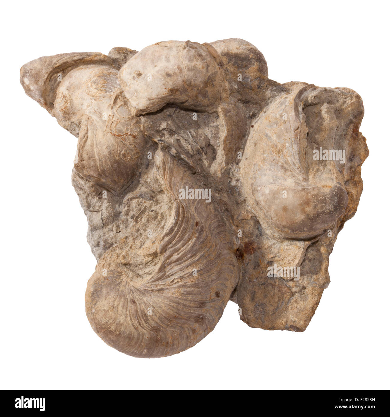 Cluster of Fossils from the Lower Jurassic period, commonly known as ...
