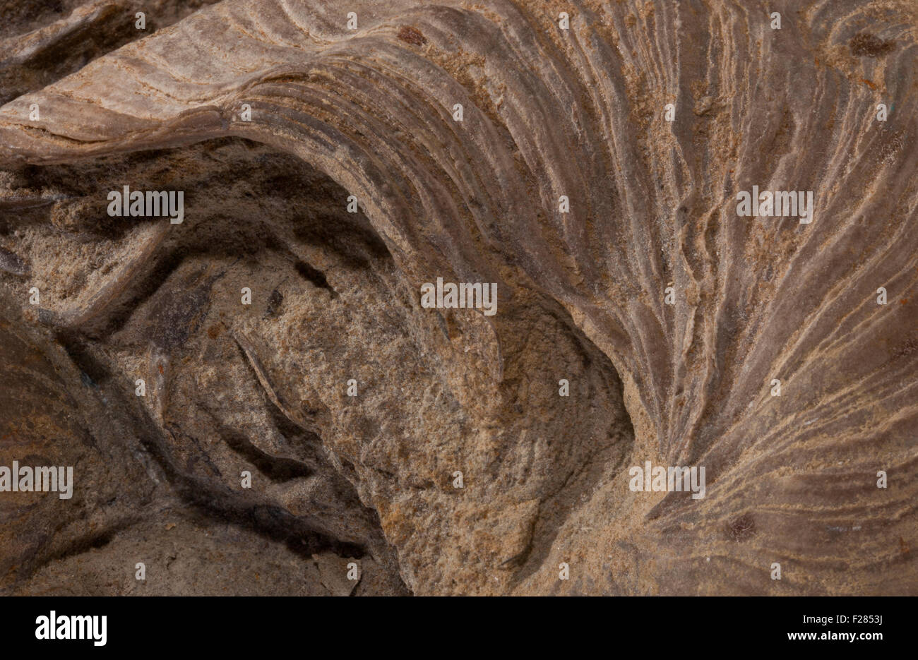 A Fossil from the Lower Jurassic period, commonly known as Devil's ...