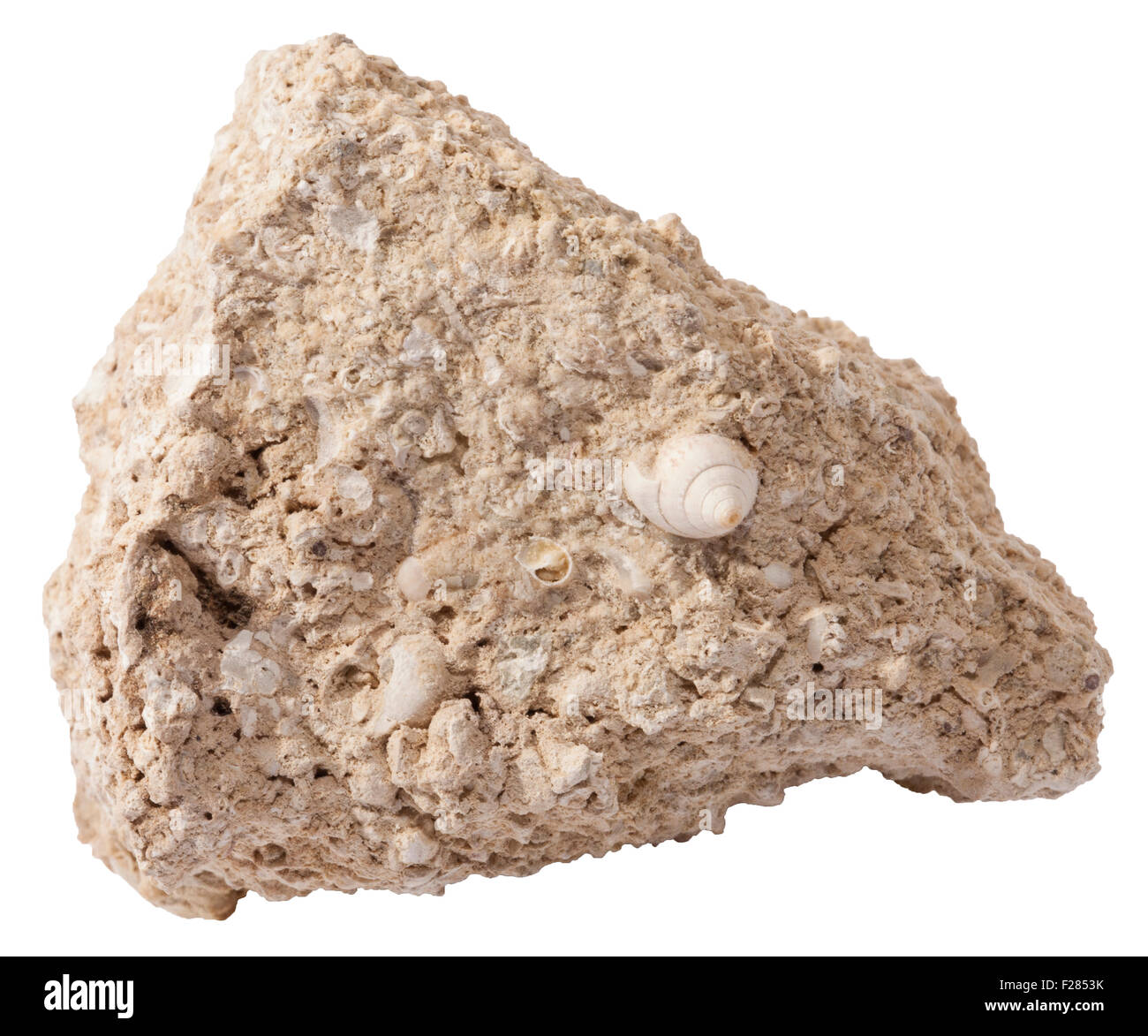 Shell fragments in Sandstone Stock Photo - Alamy