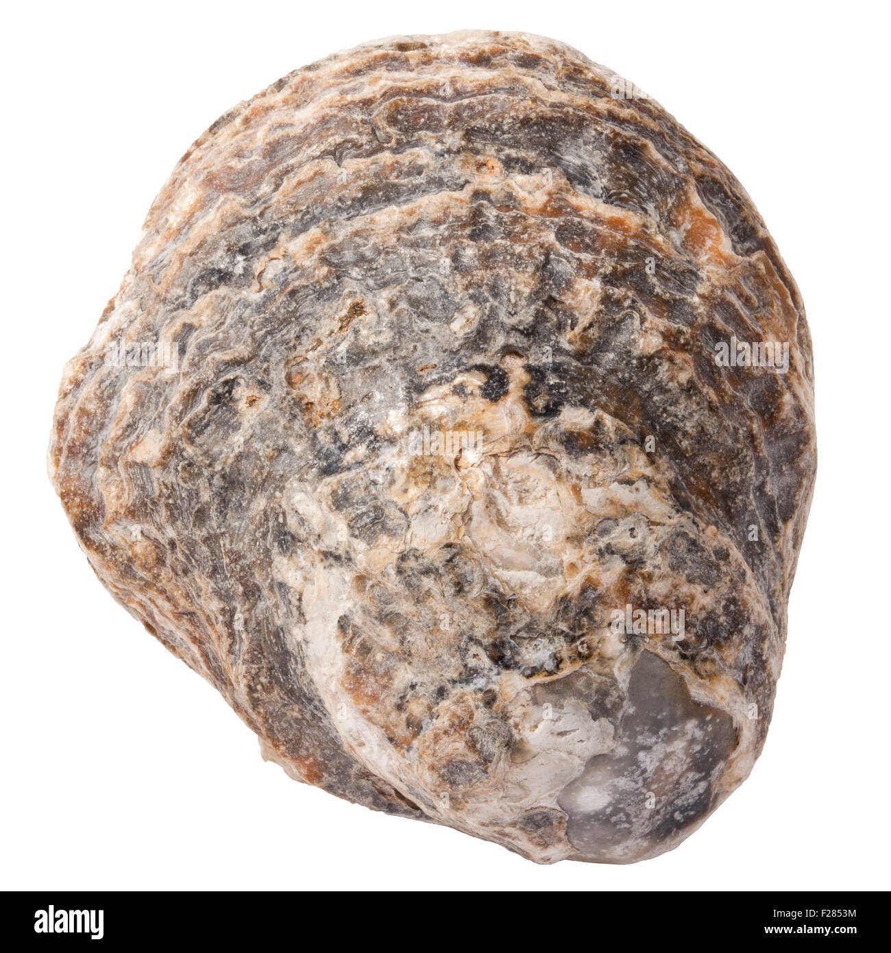 Oyster fossils hi-res stock photography and images - Alamy